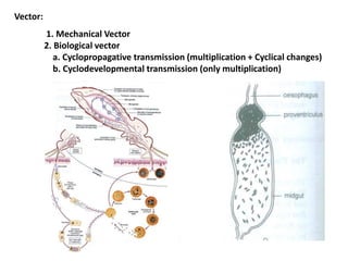 Arthropods introduction by Md. Abdul Alim, Chittagong Veterinary and ...