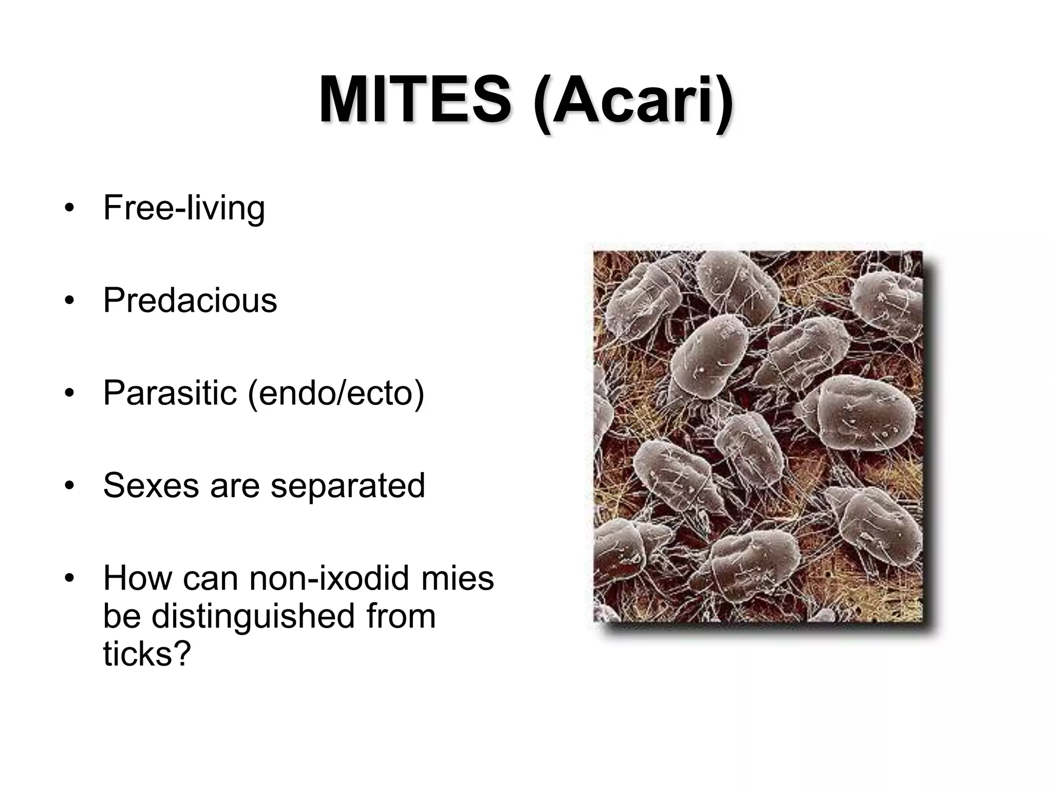 Arthropods mites | PPT