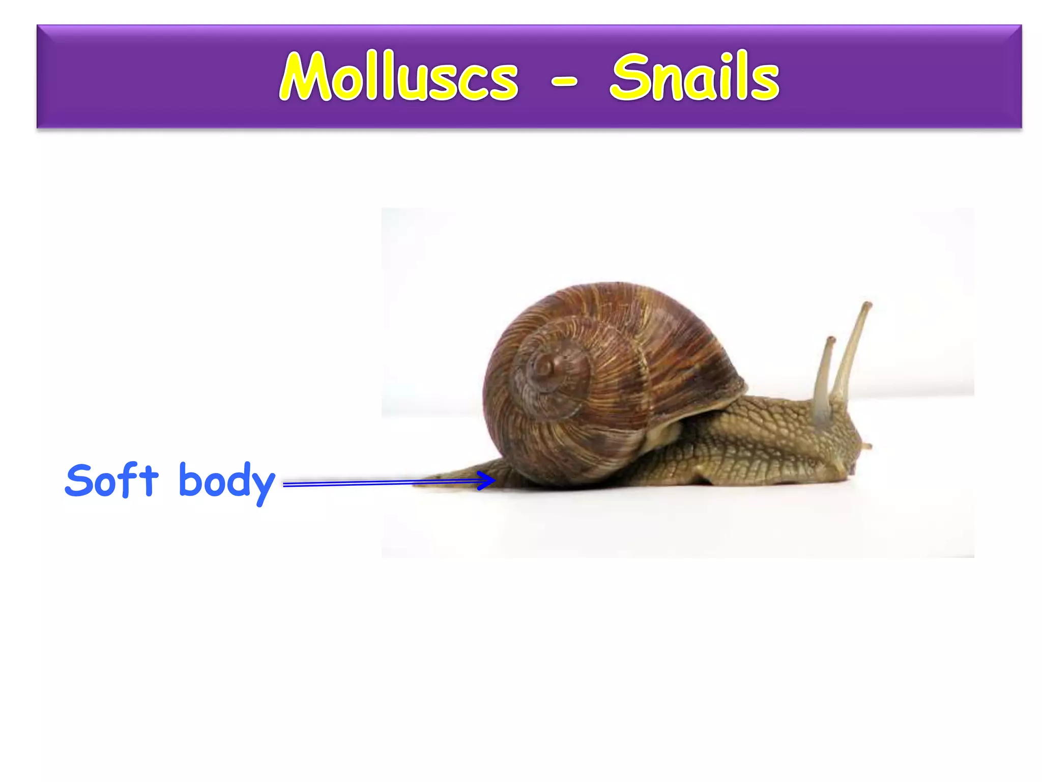 Arthropods, molluscs and worms | PPT