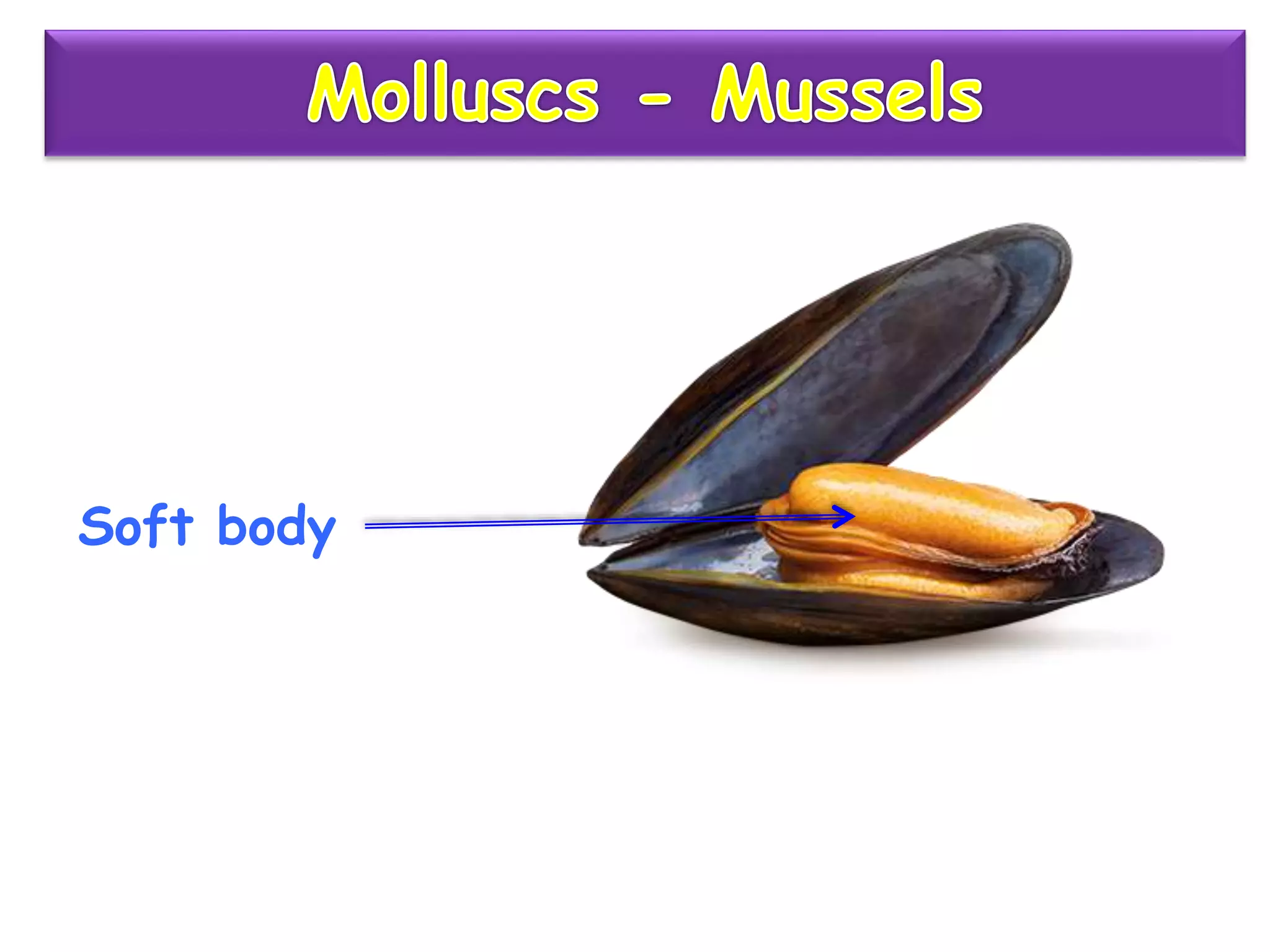 Arthropods, molluscs and worms | PPT