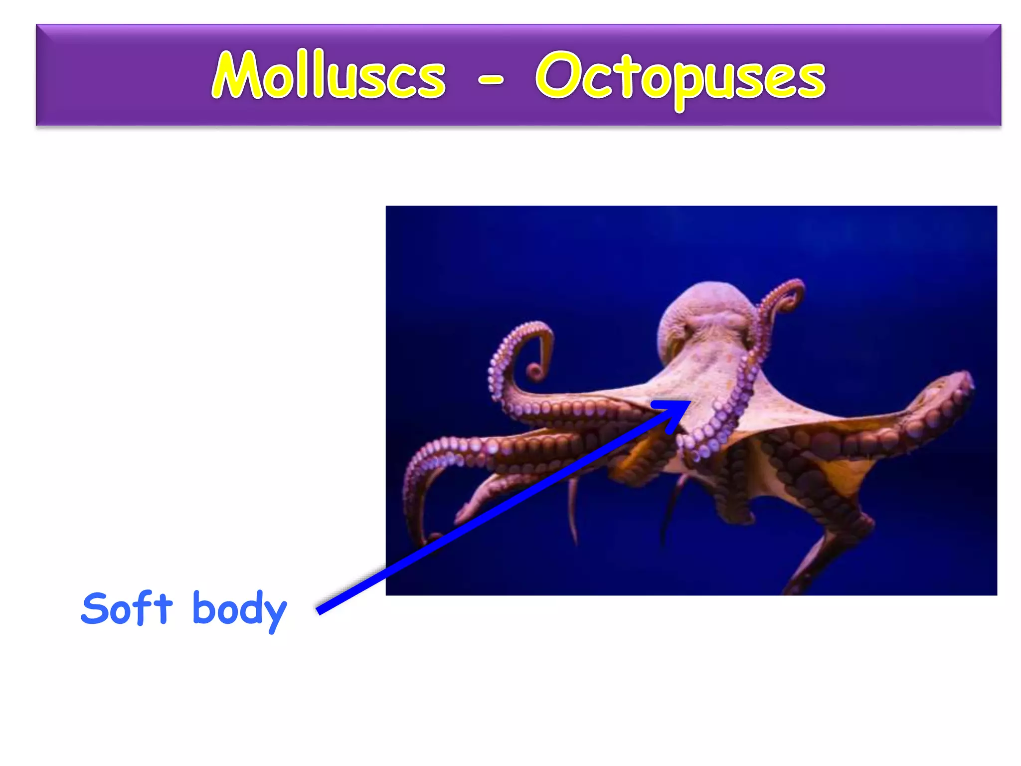 Arthropods, molluscs and worms | PPT