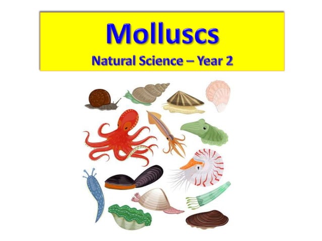 Arthropods, molluscs and worms | PPT