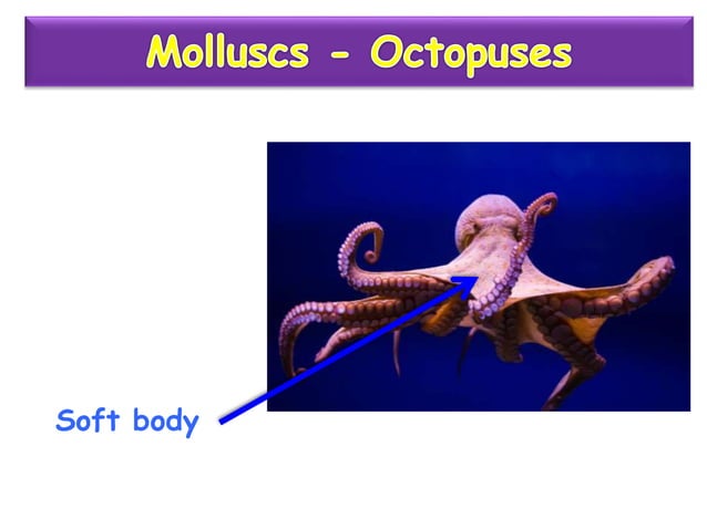 Arthropods, molluscs and worms | PPT