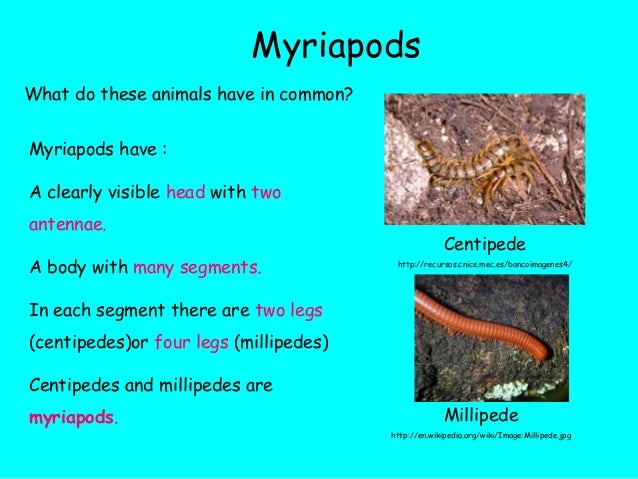 Arthropods presentation
