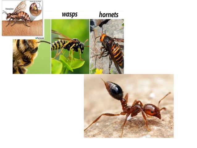 Clinical features & Management of ARTHROPODS STING AND BITES.pptx ...
