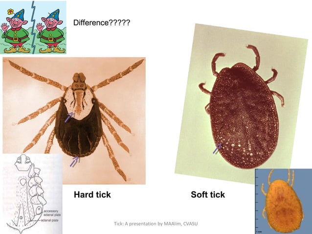 Arthropods (ticks) by Md. Abdul Alim, CVASU, Bangladesh | PPT