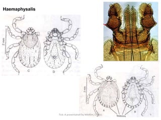 Arthropods (ticks) by Md. Abdul Alim, CVASU, Bangladesh | PPT