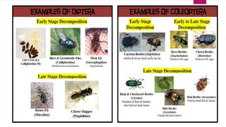 ArthroPP_04_Tgs_Pendahuluan Entomologi Forensik - Copy.pptx