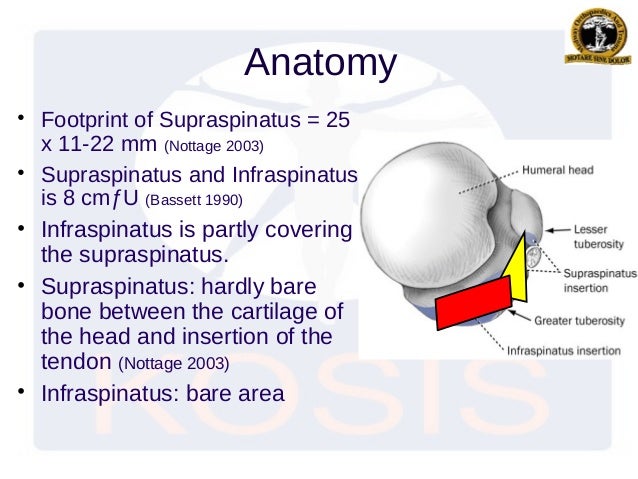 Arthroscopic cuff repair