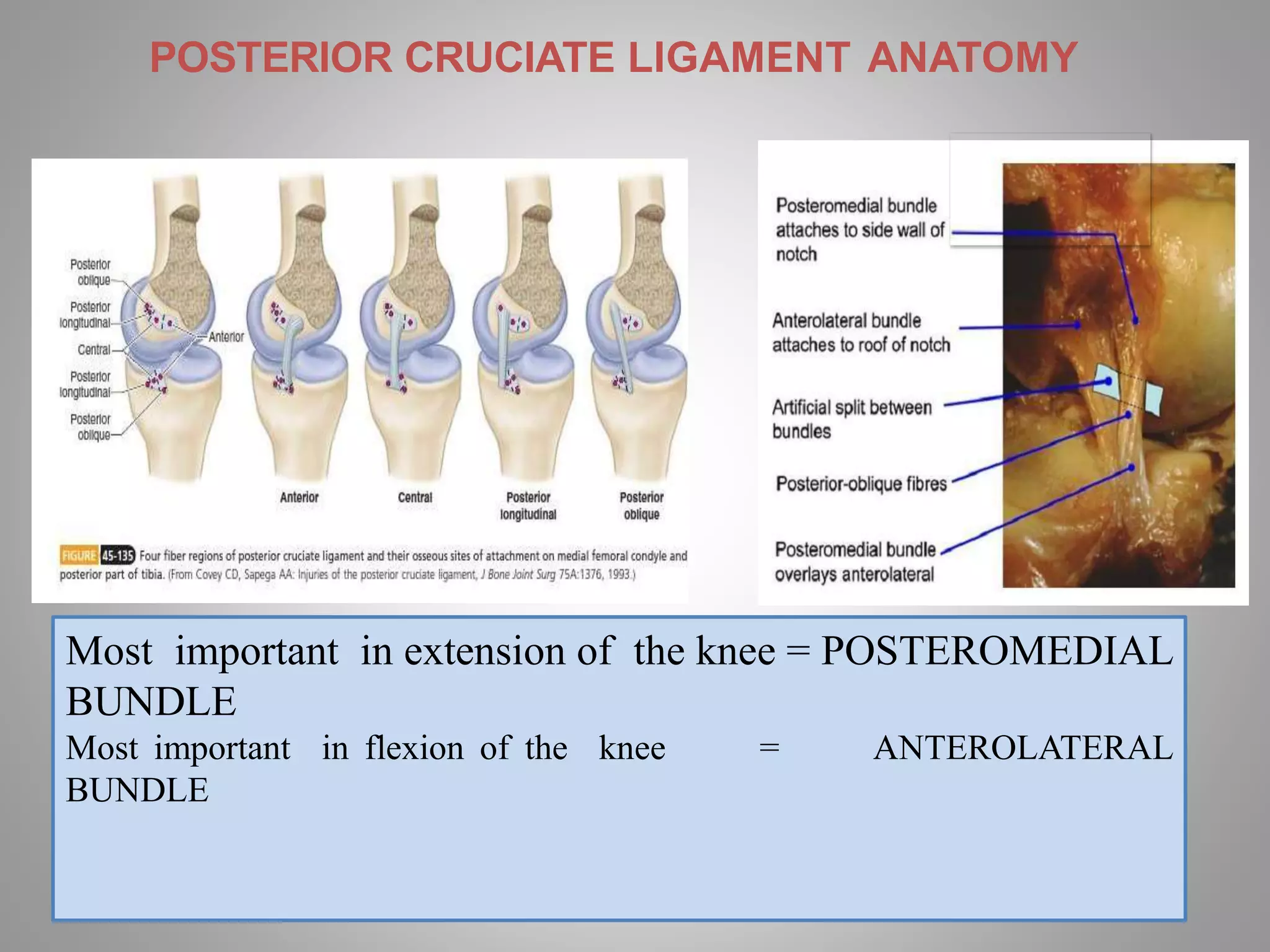 Arthroscopic pcl reconstruction | PPTX