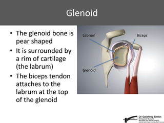 Arthroscopic shoulder stabilisation patient information | PPTX