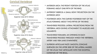 Topic Arthrosyndesmology , vertebrae, joints | PPTX