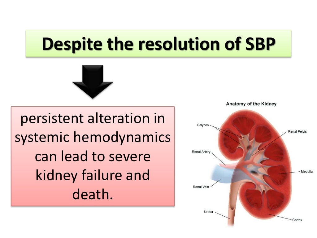 albumin use in SBP patients