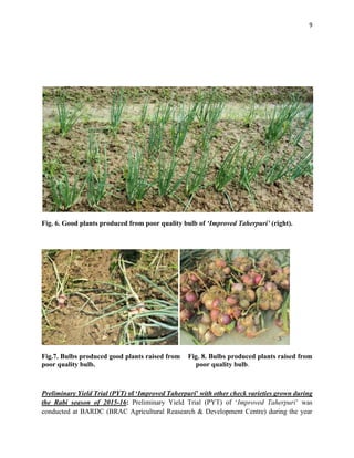 ‘Improved Taherpuri’- a New Improved Onion Variety Developed Through Selection | PDF