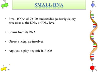 Article presentation on Small RNA | PPTX