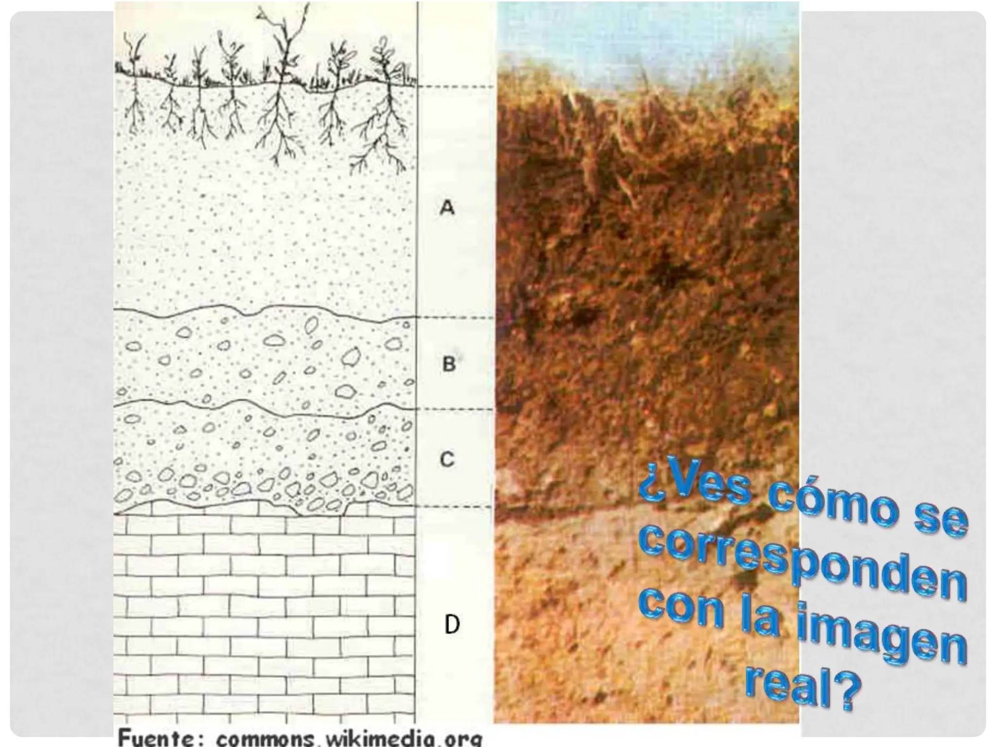 PPT Tipos de suelos y capas u horizontes del suelo | PPT
