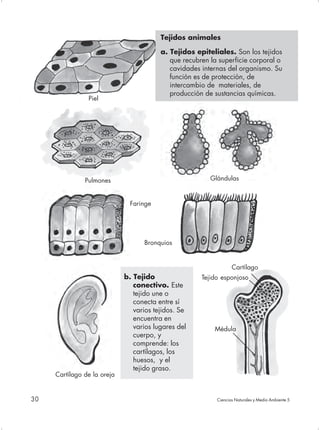 Ciencias Naturales 5° | PDF