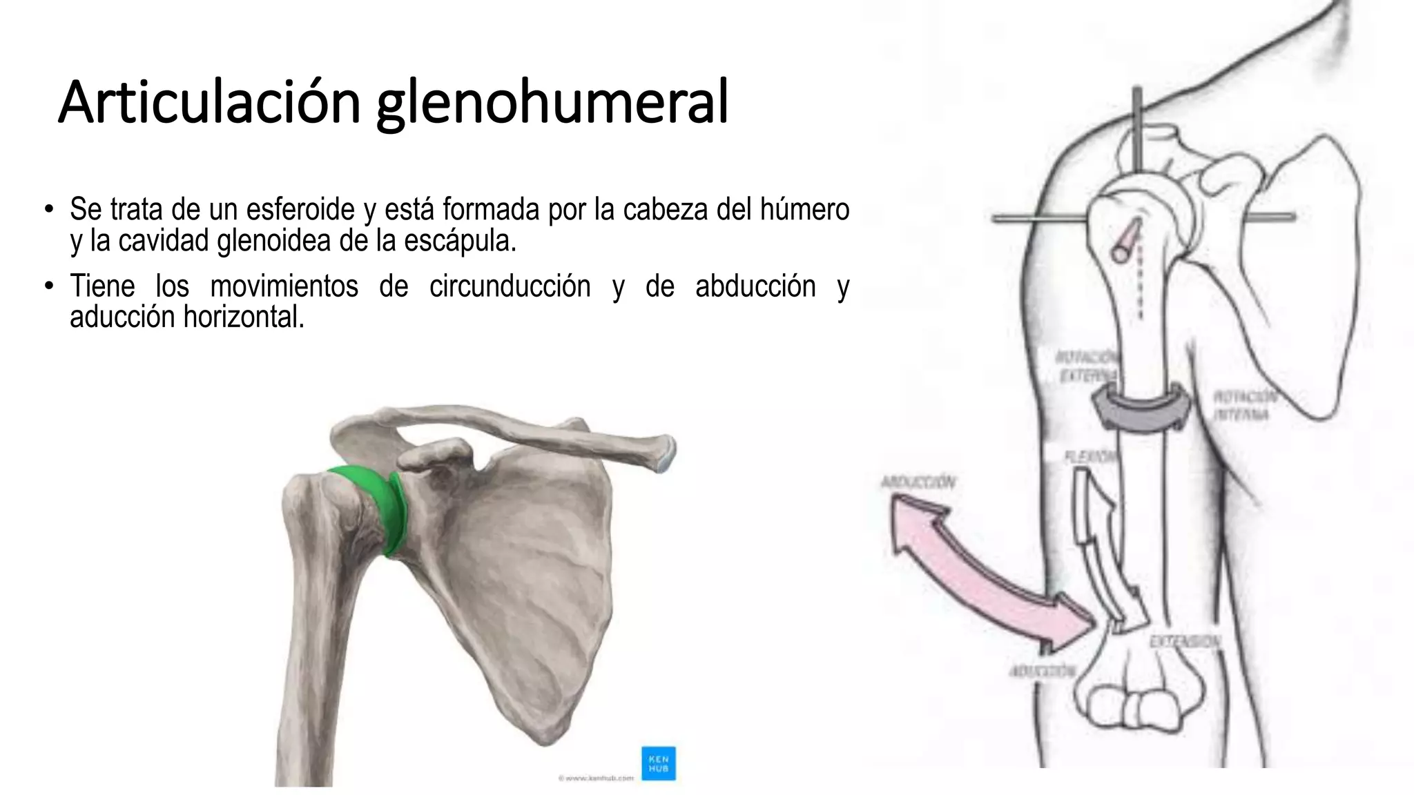 Articulación-glenohumeral-y-rotación.pptx