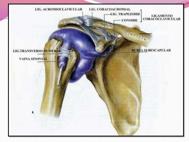 Akromioklavikulargelenk Articulatio Acromioclavicularis