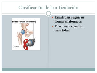 Articulación Coxofemoral | PPTX