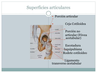 Articulación Coxofemoral | PPTX
