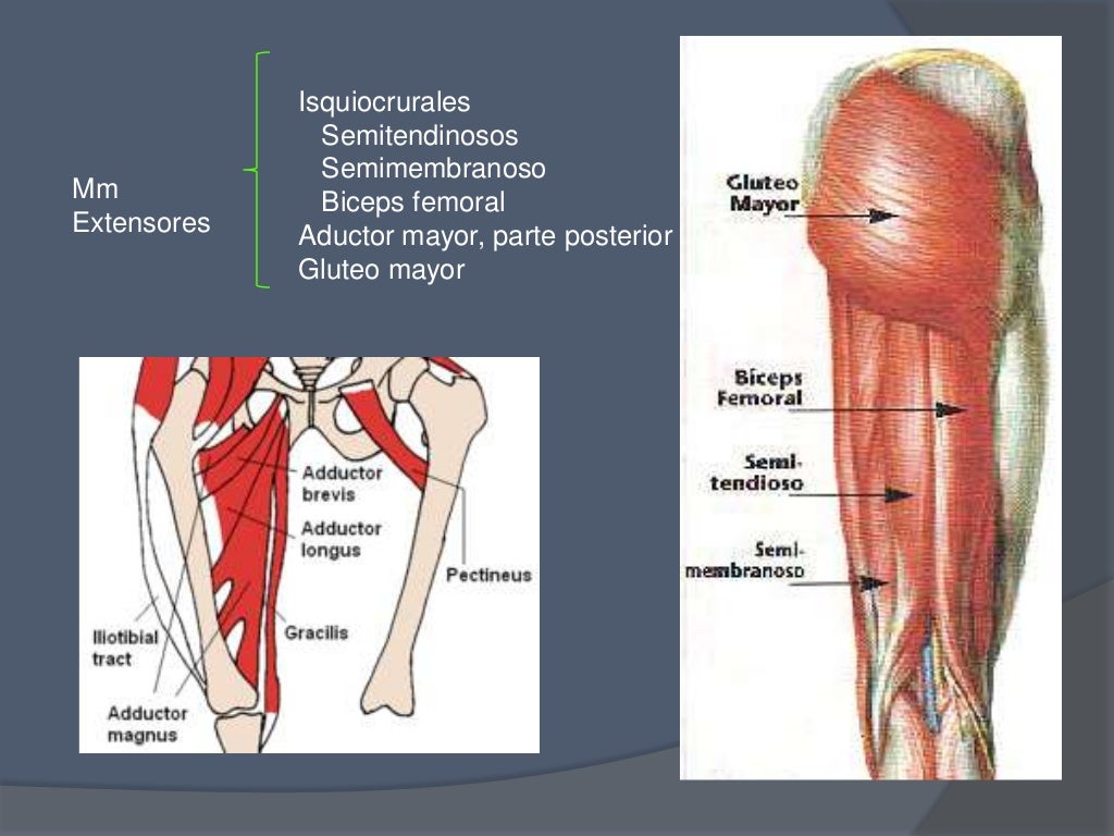 Articulación de la cadera