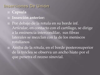 Articulación de la rodilla | PPTX