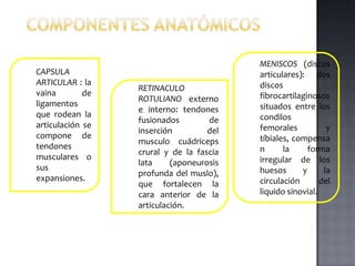Articulación de la rodilla | PPTX