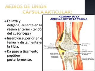 Articulación de la rodilla | PPTX