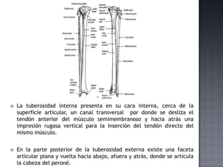 Articulación de la rodilla | PPTX