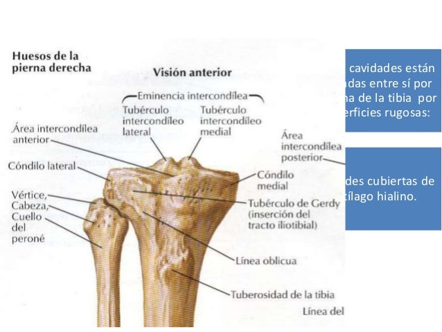 Articulación de la rodilla