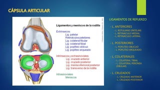 ARTICULACIÓN DE LA RODILLA.pptx