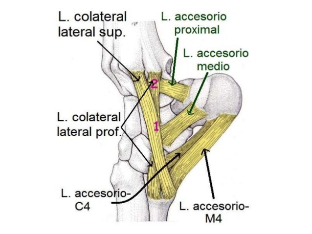 CarposJosue Javier on emaze