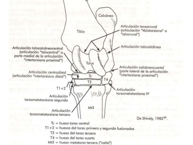 Articulación del carpo y tarso de Equino. anatomia comparada FCV-LUZ