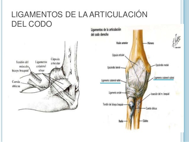 Articulacin Del Codo Wikipedia La Enciclopedia Libre
