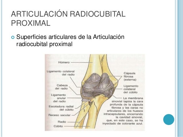 Articulacin Del Codo Wikipedia La Enciclopedia Libre