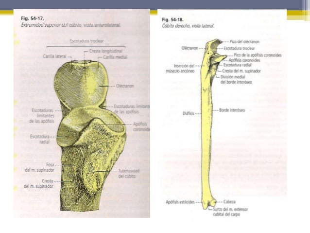 Articulación del codo