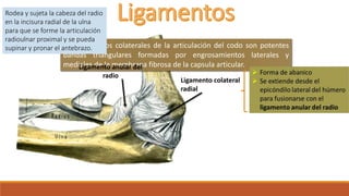 Articulación del codo | PPTX