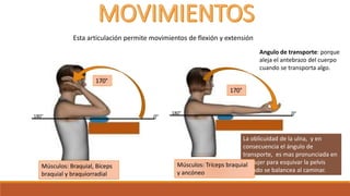 Articulación del codo | PPTX