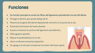 Articulación dentoalveolar - Exodoncia (1).pptx