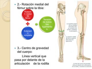 Articulación de rodilla | PPTX