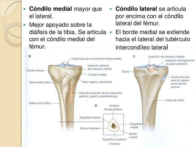 Articulación de rodilla