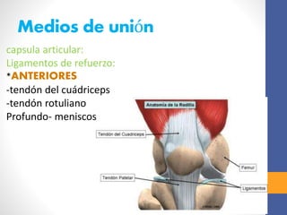 Articulación de rodilla.pptx rene ivan | PPTX