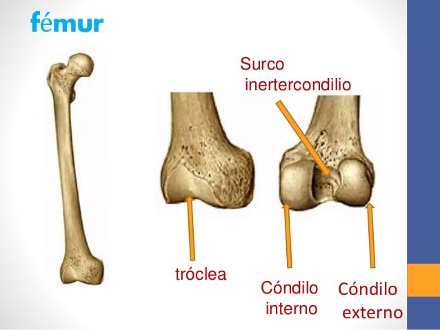 Articulación de rodilla.pptx rene ivan