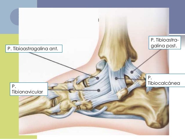 Articulación de tobillo