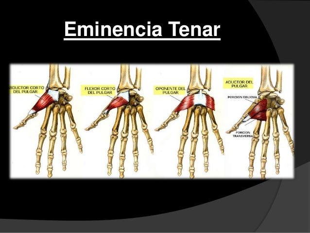 Articulaciones del hombro