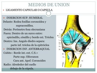 Articulaciones del codo | PPTX