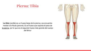 Articulaciónes de miembros inferiores.pptx