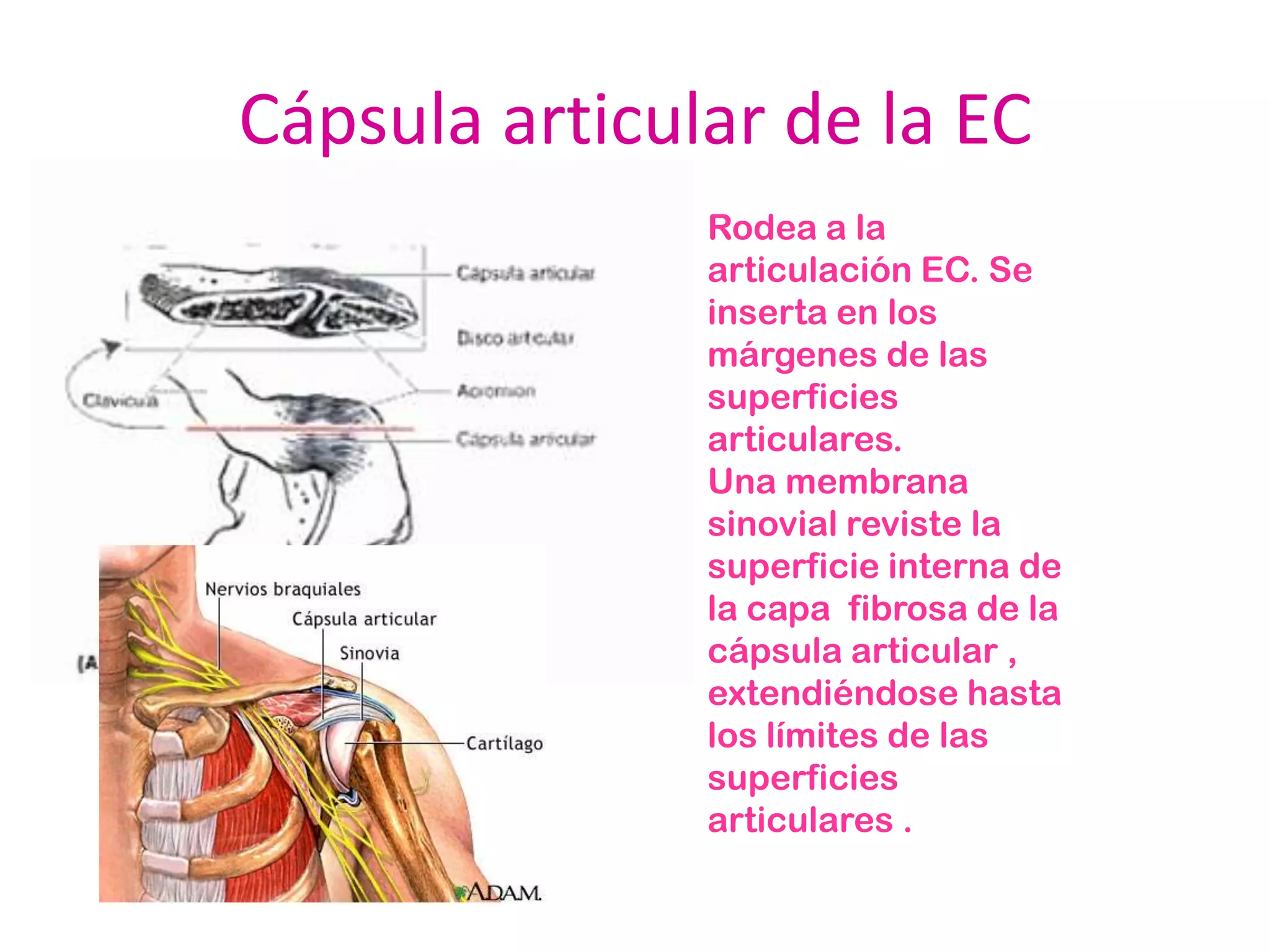 Articulación esternoclavicular