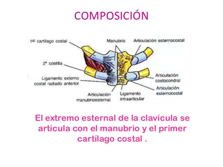 Articulación esternoclavicular